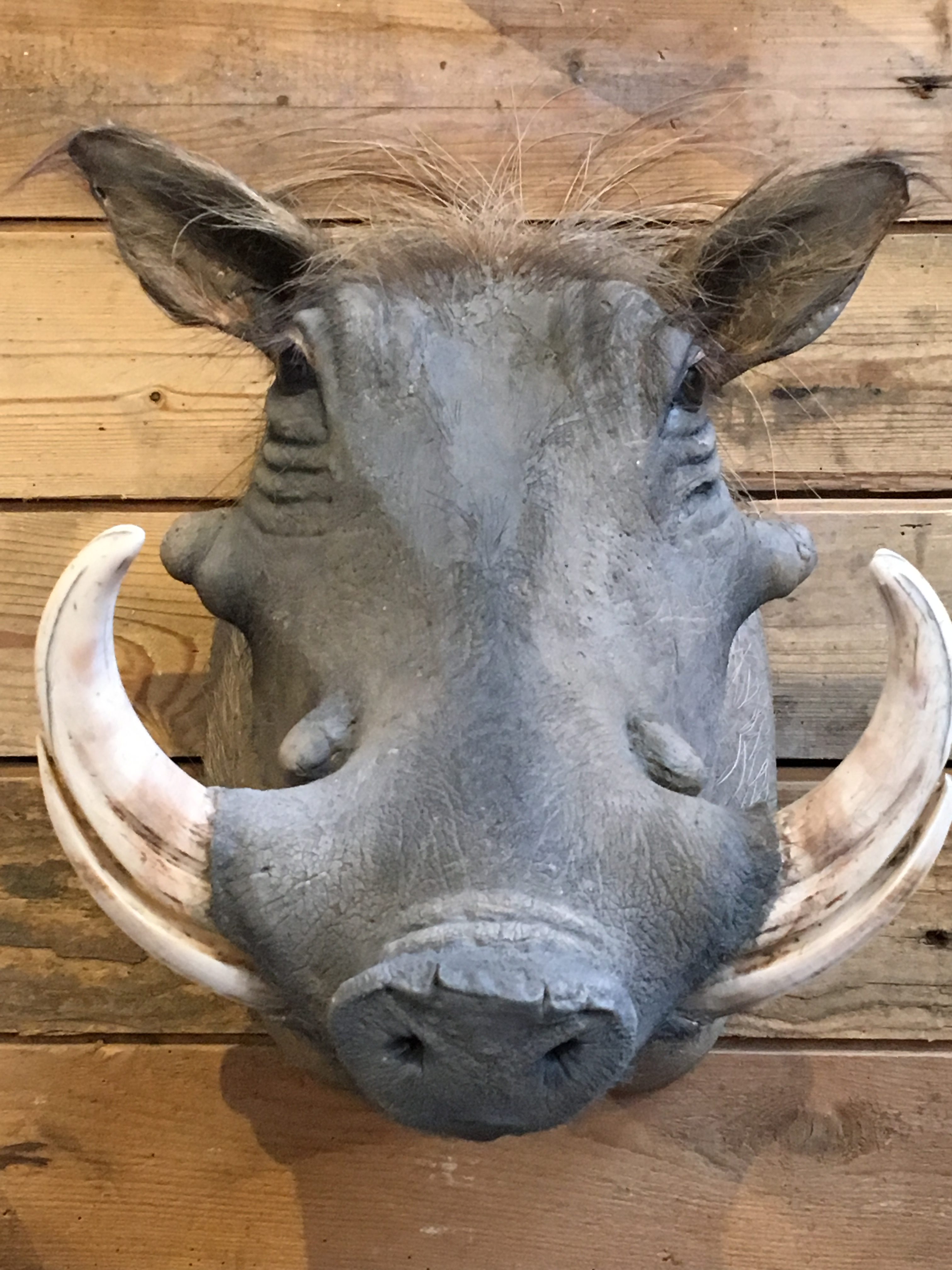 Tête de Phacochère - Nord Factory